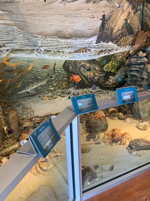 Visit | Santa Maria Natural History Museum